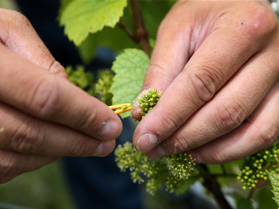 Voltis - the new permitted wine grape variety in Champagne - WinEncsy