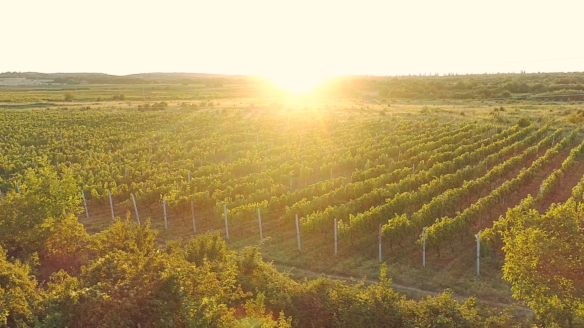 Guide to Georgian wines – discover its regions and native grapes - WinEncsy