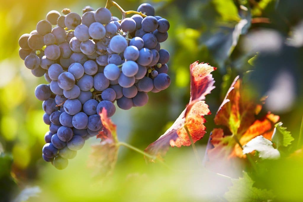 Syrah or Shiraz - how different are they? - WinEncsy